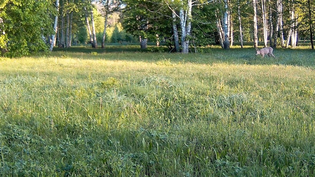 Фотоловушки - Дикая природа России