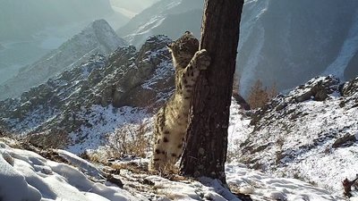 Снежный барс (ирбис)