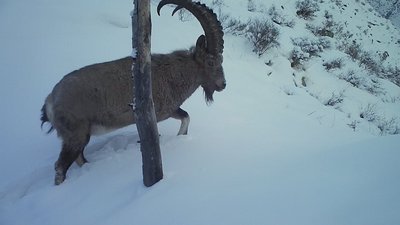 Сибирский горный козёл