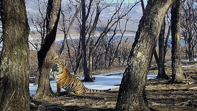 Амурский тигр
