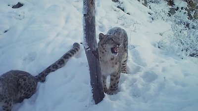 Снежный барс (ирбис)