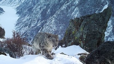 Снежный барс (ирбис)
