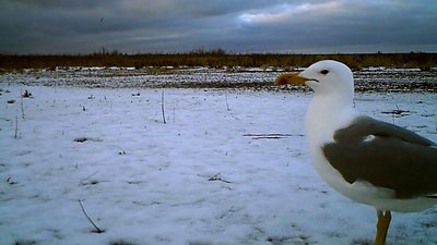 Серебристая чайка